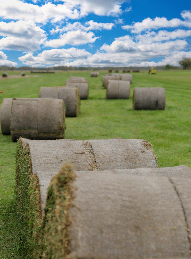 Size Matters: The Benefits of Big Roll Sod - Magnum ENP